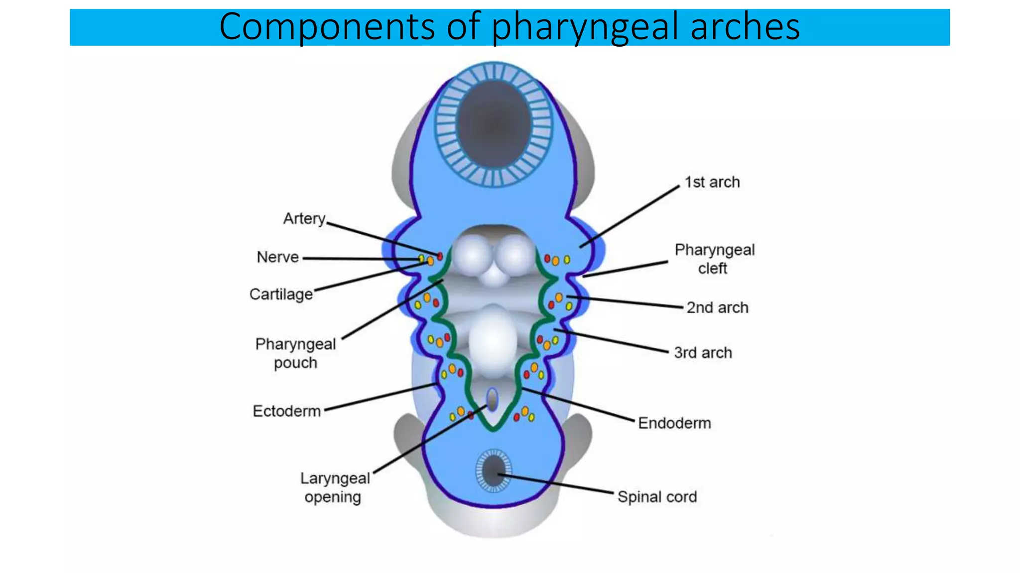 Pharyngeal Apparatus .pptx
