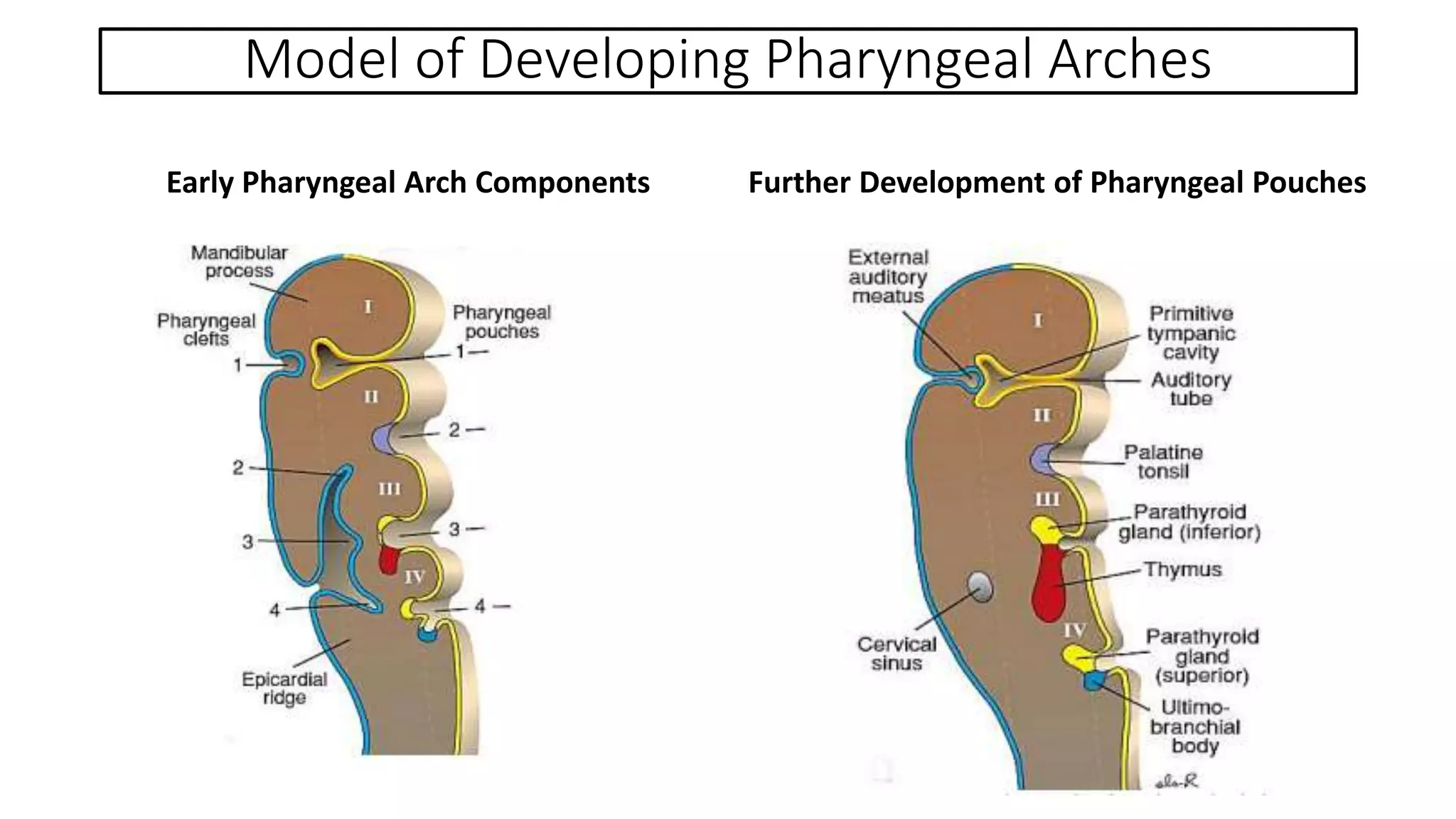 Pharyngeal Apparatus .pptx