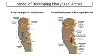 Pharyngeal Apparatus .pptx