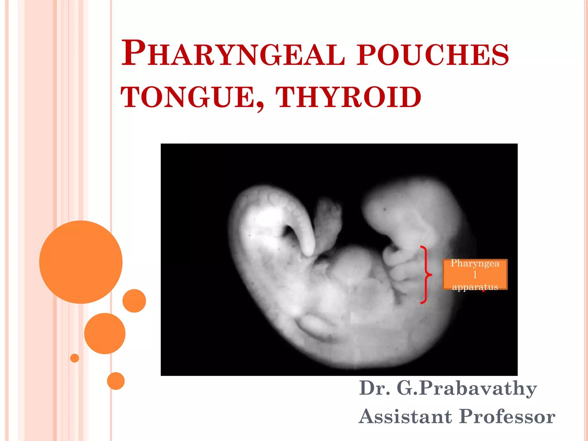Pharyngeal apparatus ii tongue, thyroid | PPT
