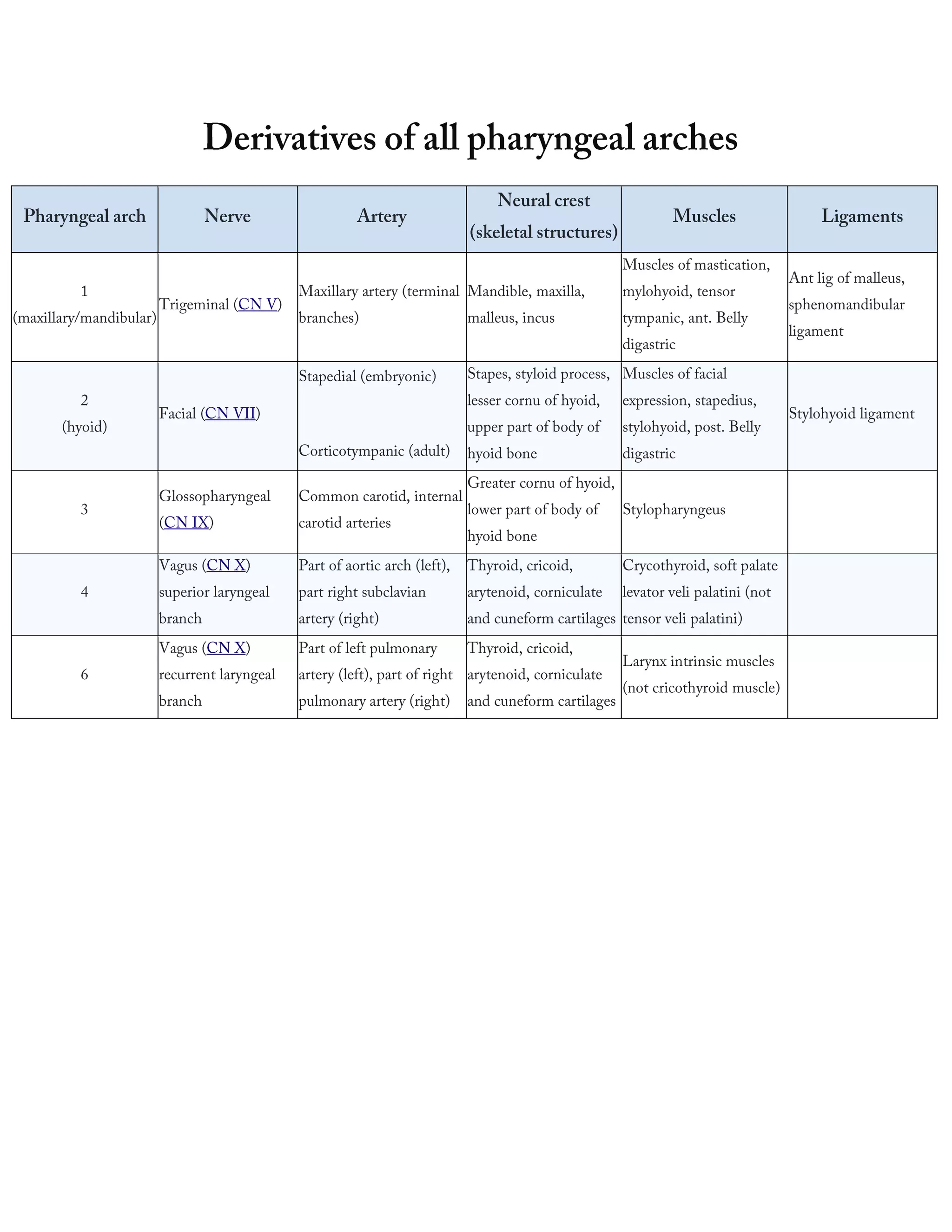 Pharyngeal arches | PDF | Ear, Nose and Throat Conditions | Diseases ...