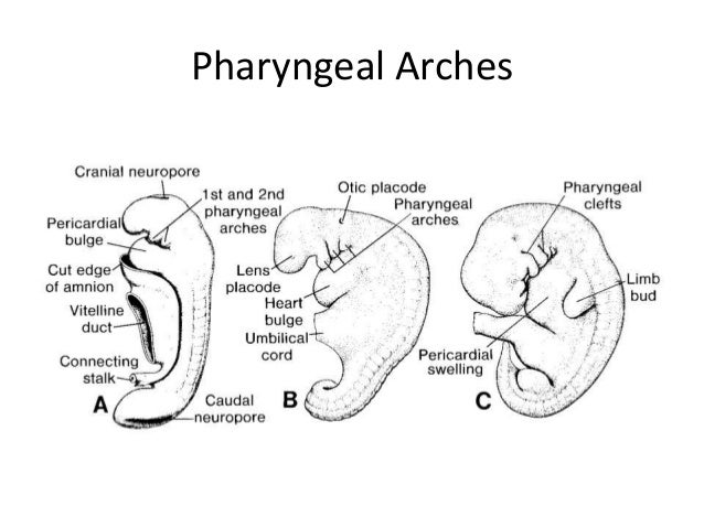 Pharyngeal arches