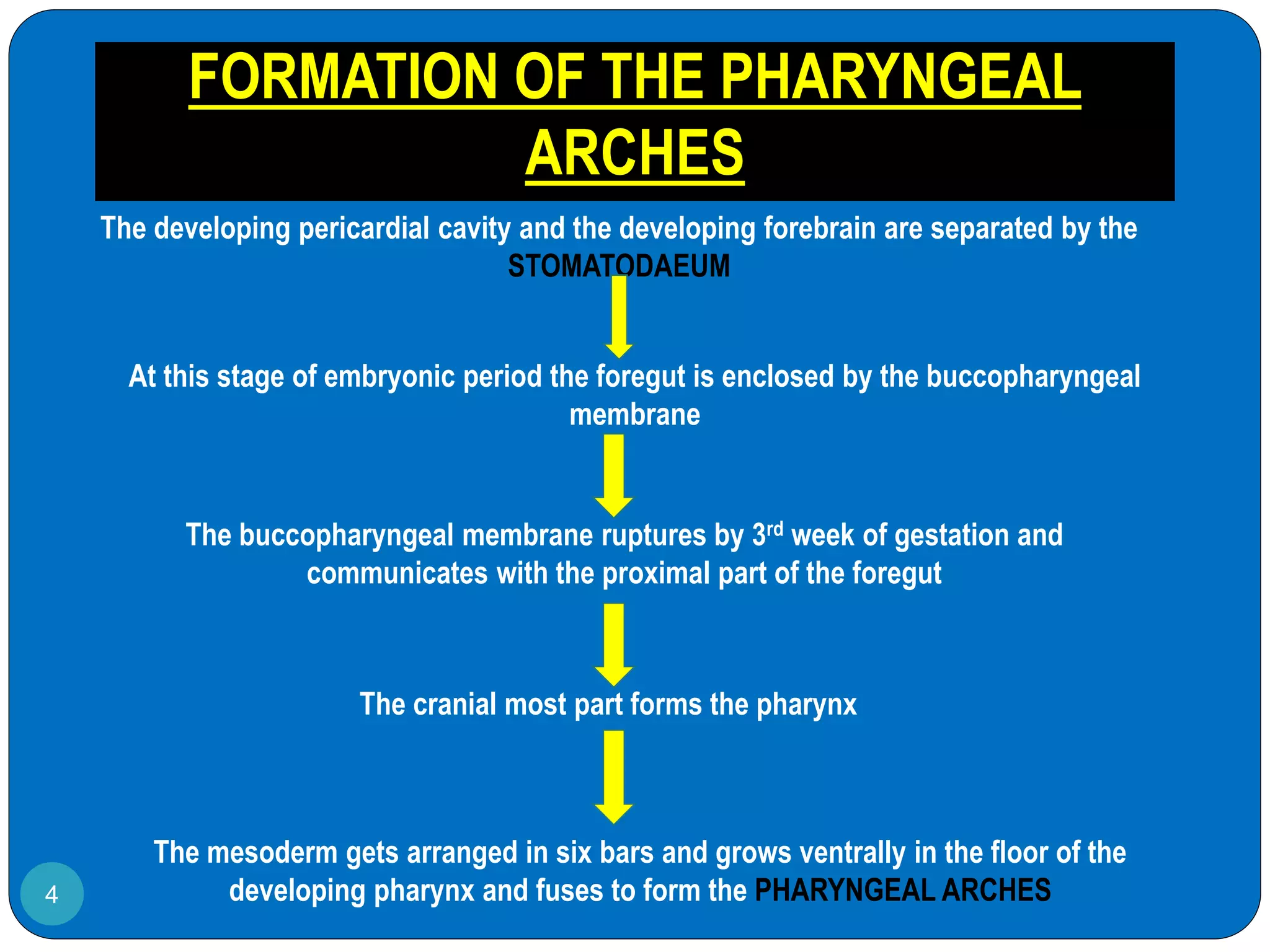 Pharyngeal arches | PPTX