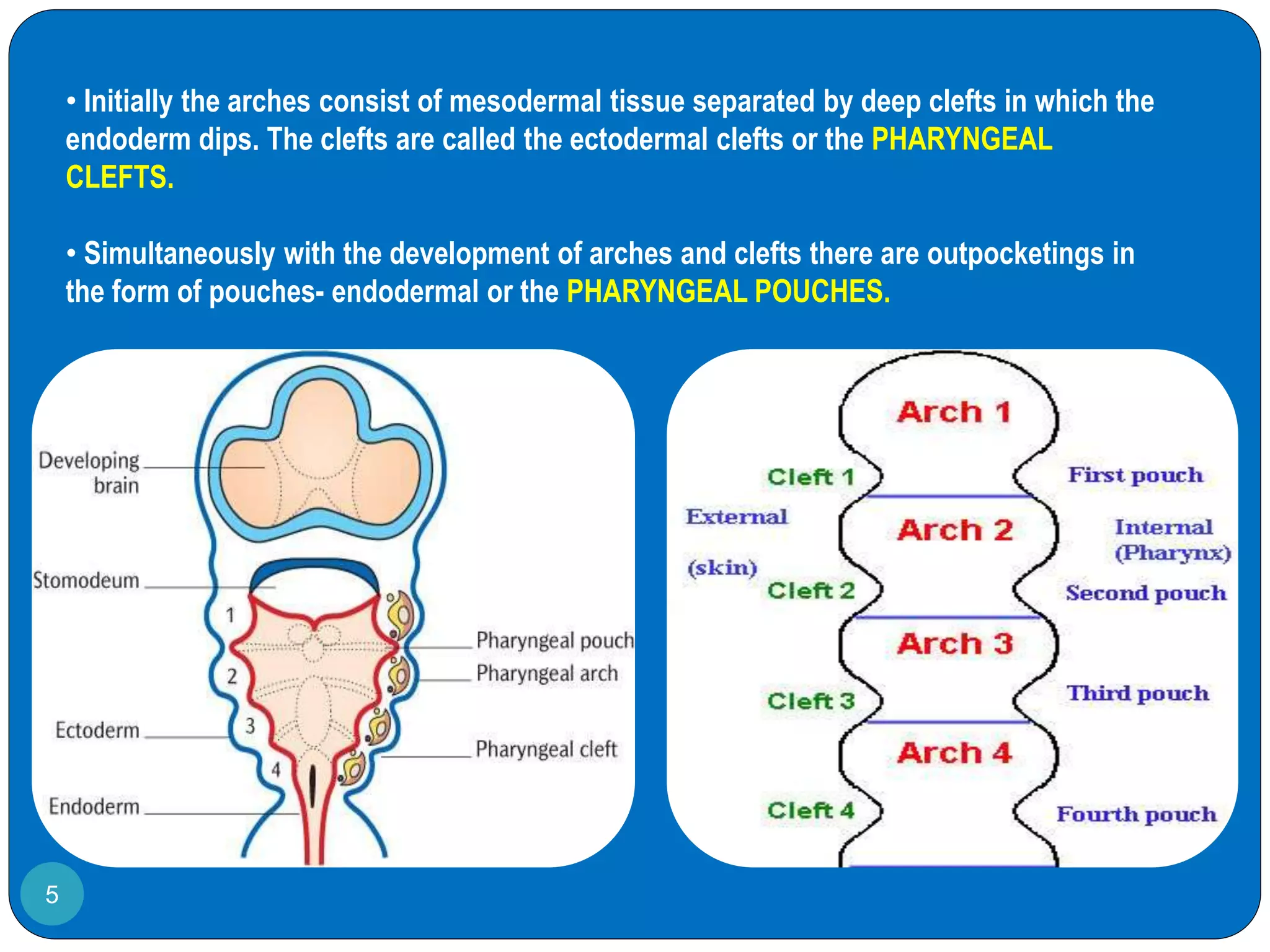Pharyngeal arches | PPTX