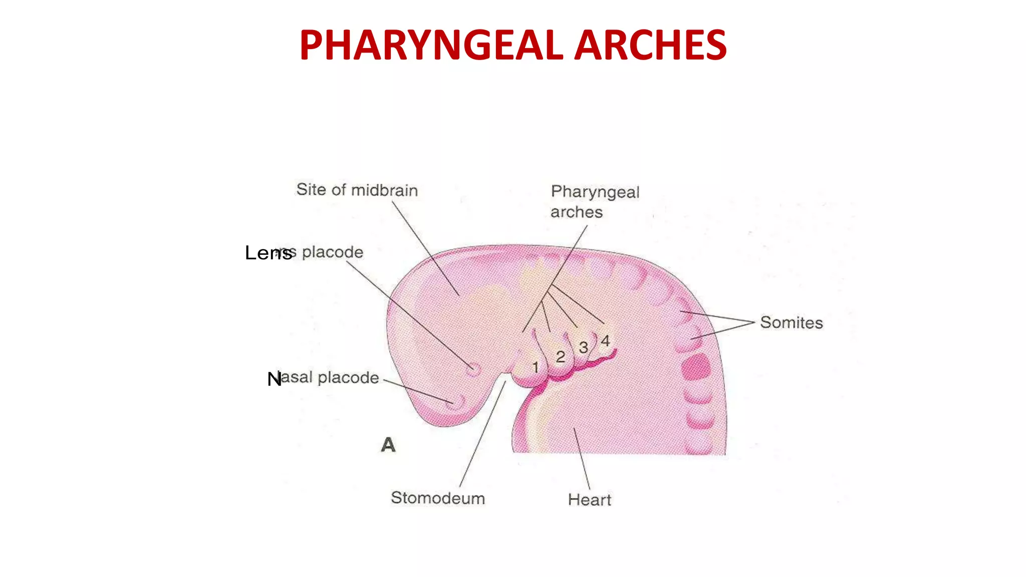 Pharyngeal arches | PPTX
