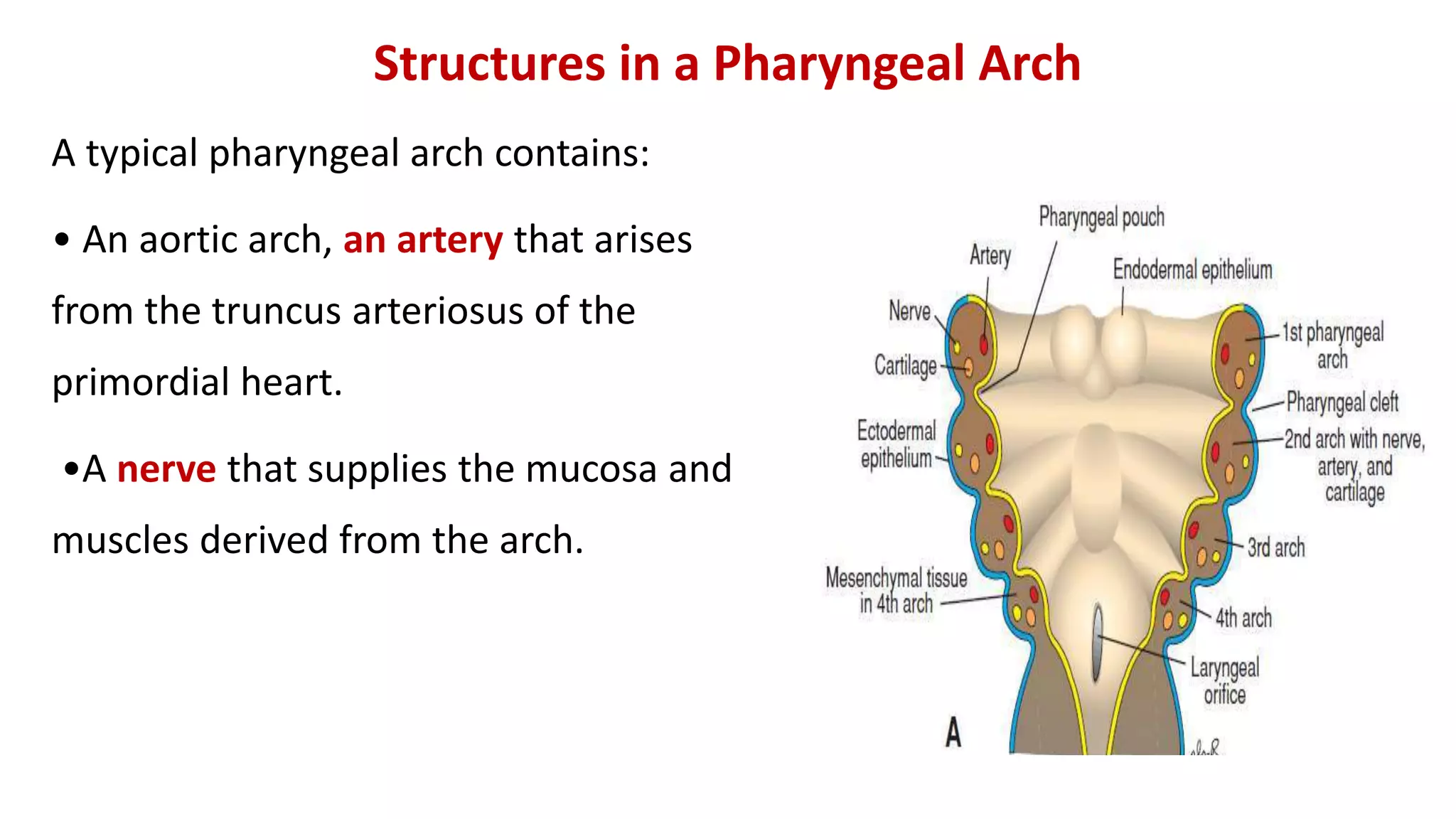 Pharyngeal arches | PPTX