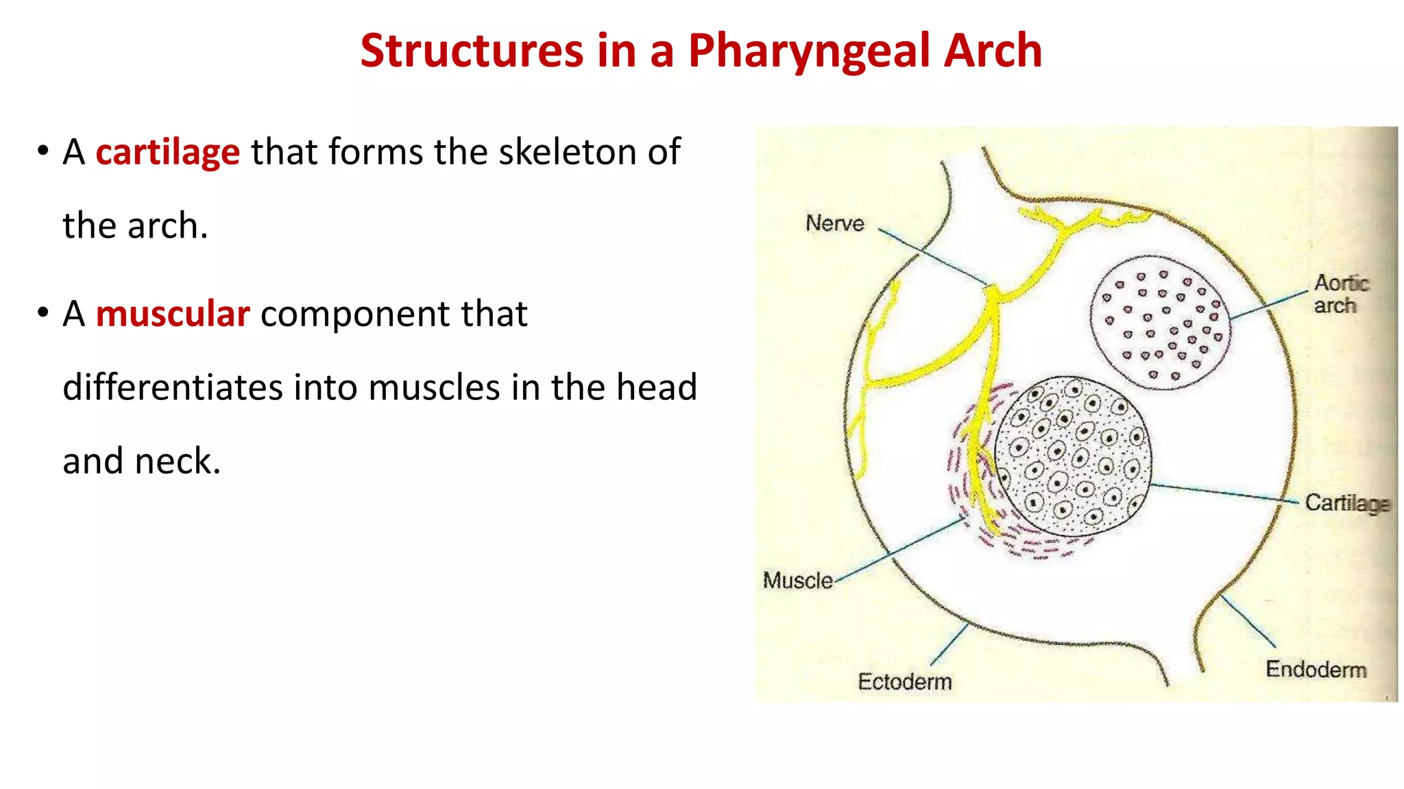 Pharyngeal arches | PPTX
