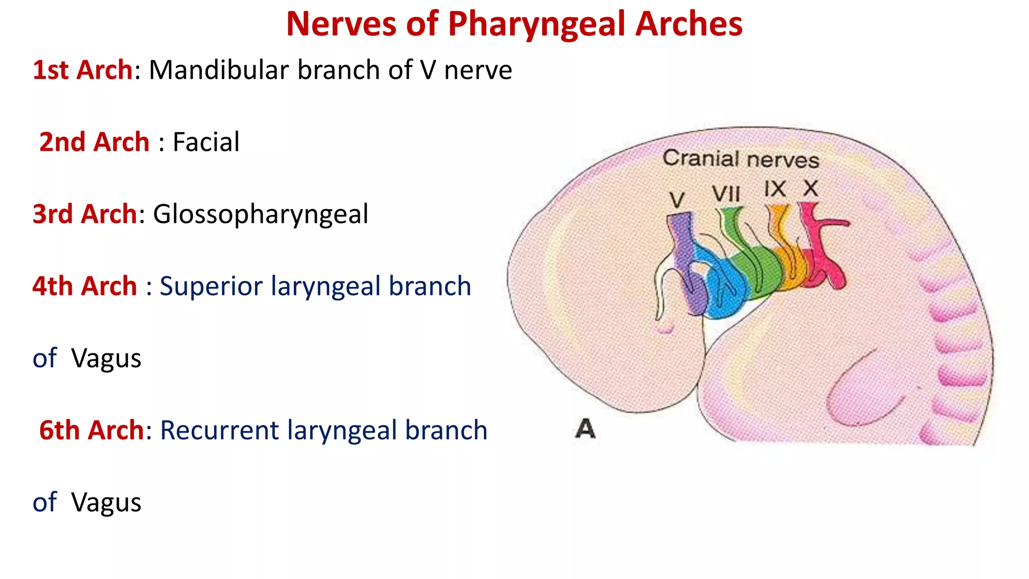 Pharyngeal arches | PPTX