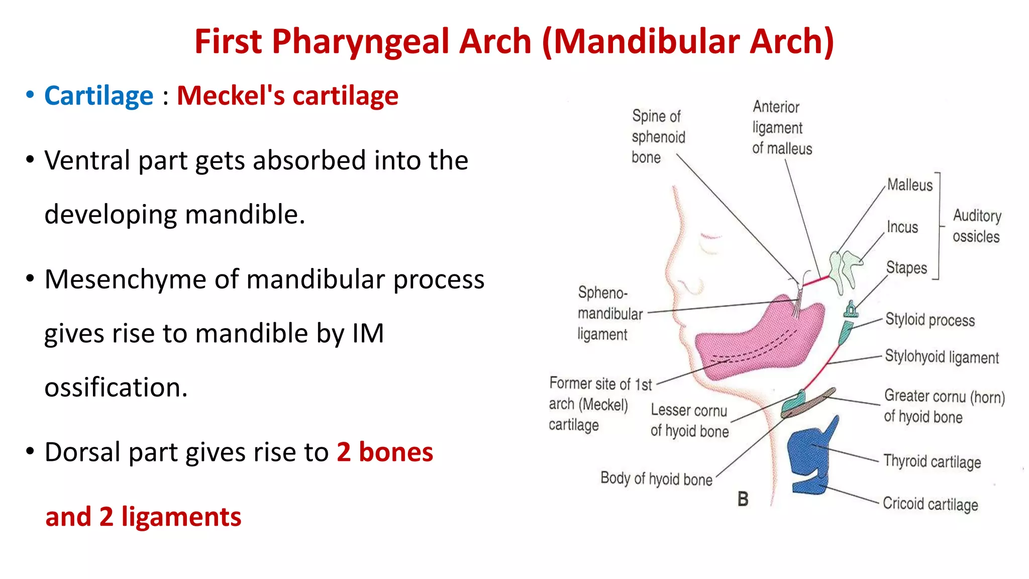 Pharyngeal arches | PPTX