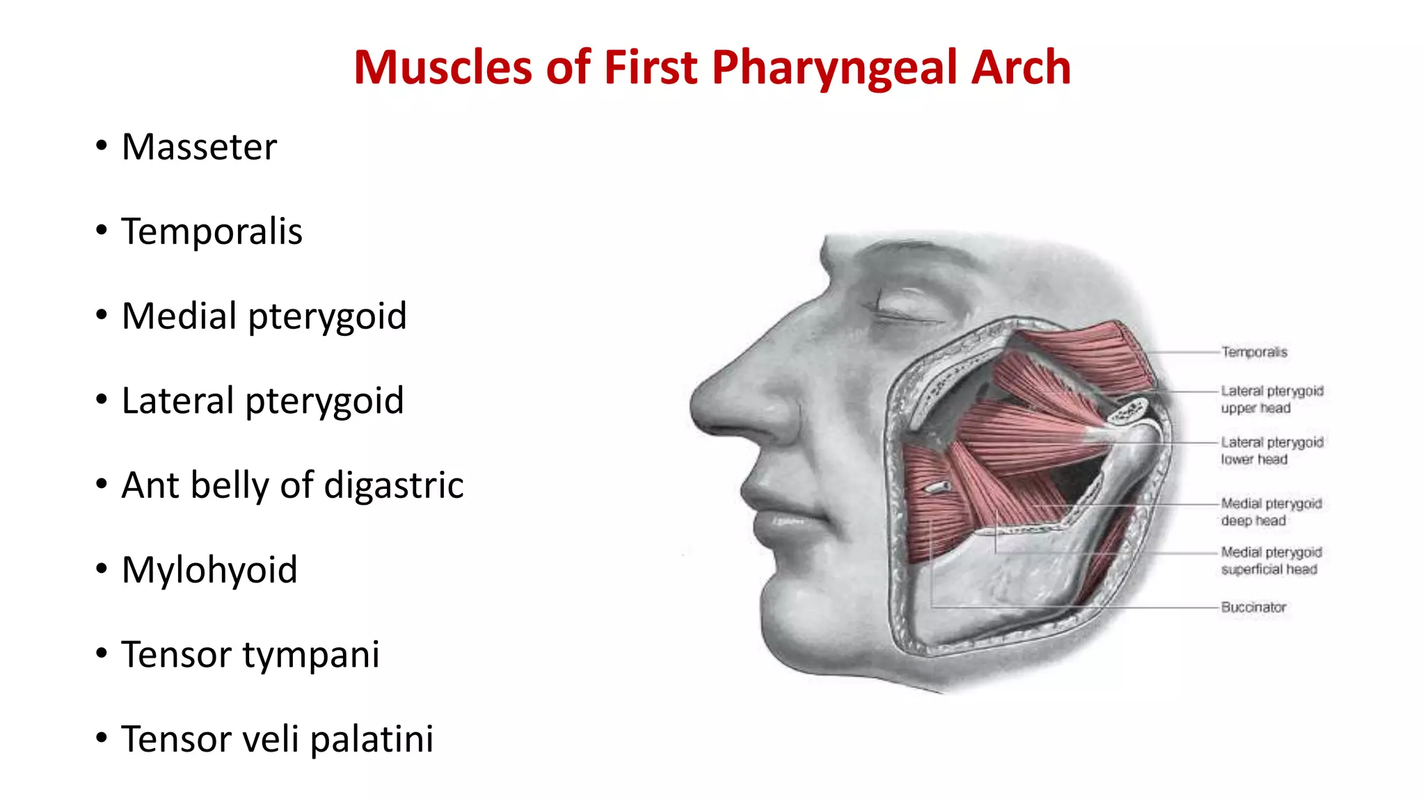 Pharyngeal arches | PPTX