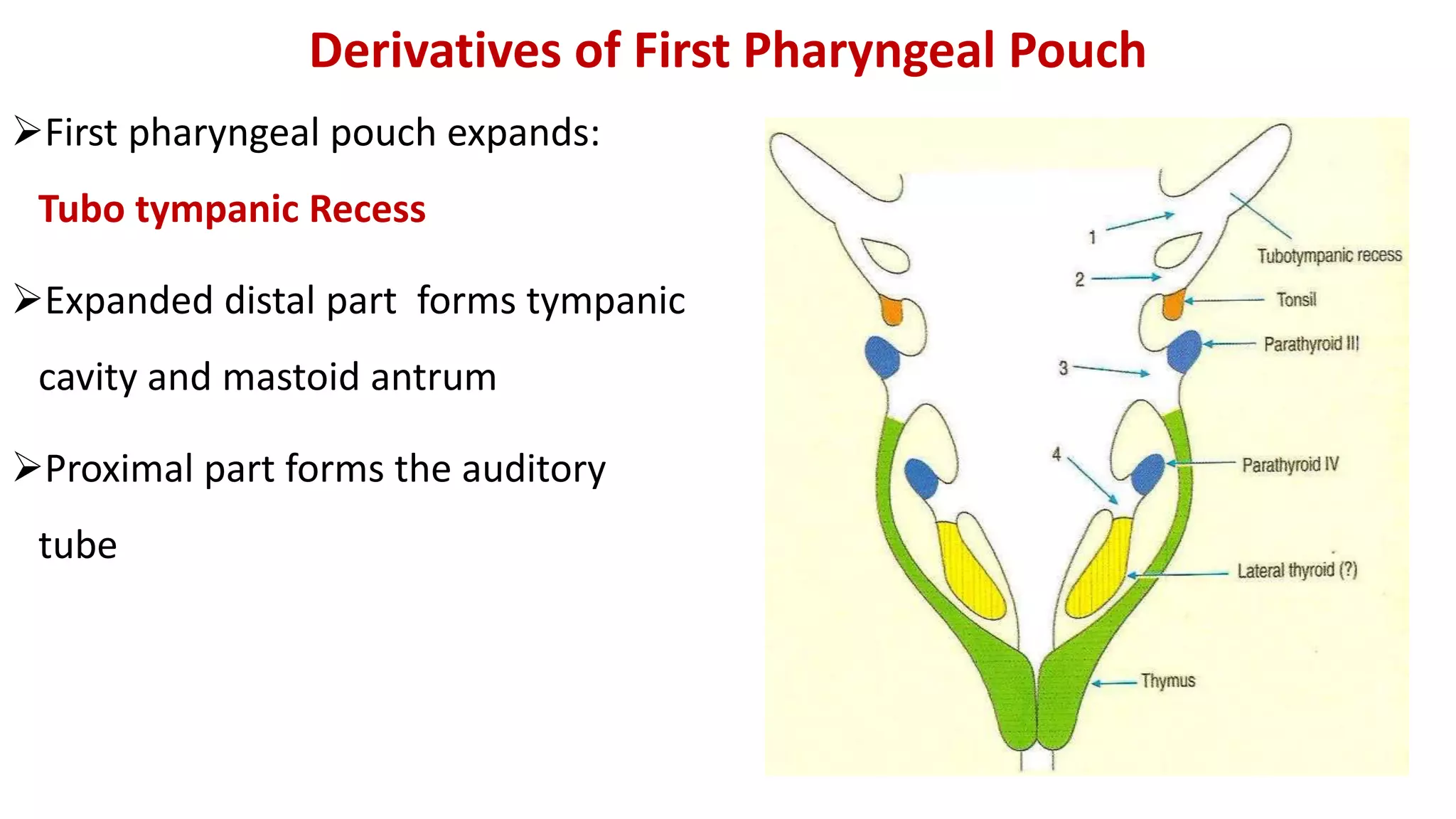 Pharyngeal arches | PPTX