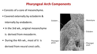 Pharyngeal arches | PPTX
