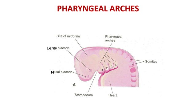 Pharyngeal arches | PPT