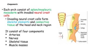 PHARYNGEAL ARCHES , POUCHES , MEMBRANE AND CLEFT | PPT