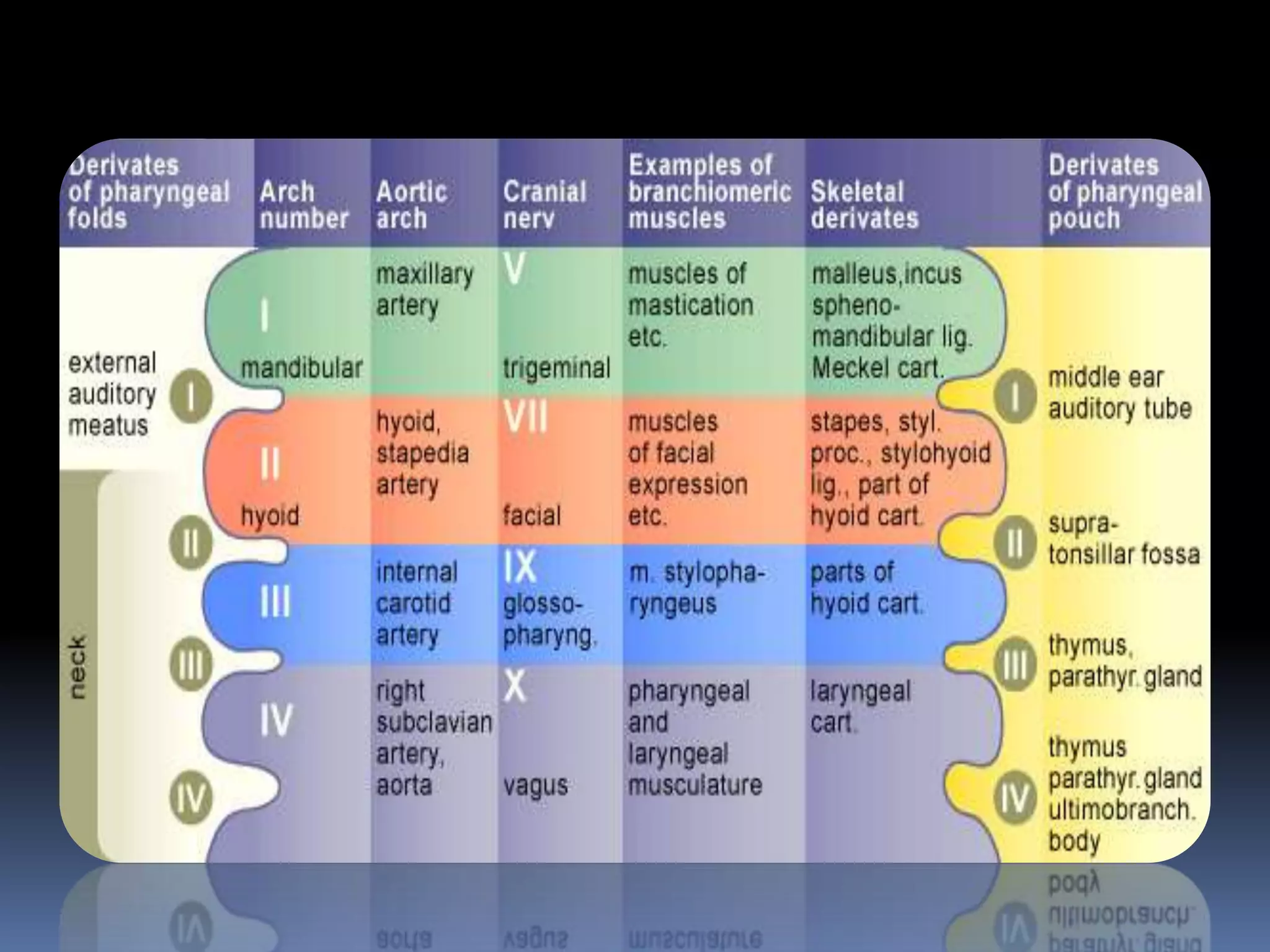 Pharyngeal arches 1 | PPTX