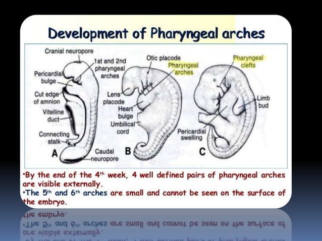 Pharyngeal arches 1 | PPTX | Biological Sciences | Science