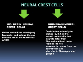 Pharyngeal arches 1 | PPTX