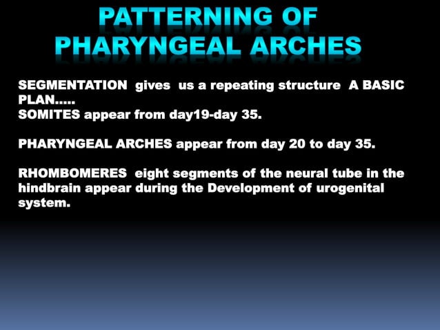 Pharyngeal arches 1 | PPTX | Biological Sciences | Science