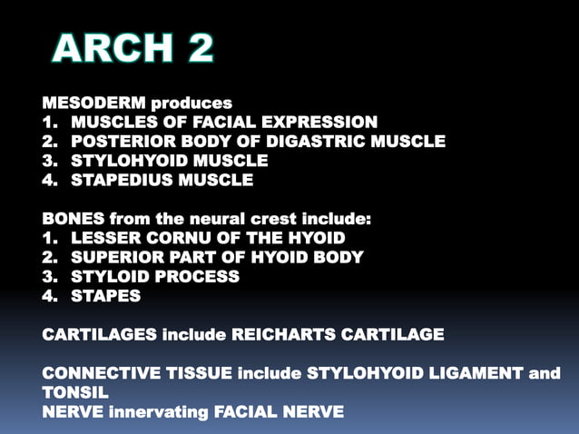 Pharyngeal arches 1 | PPTX | Biological Sciences | Science