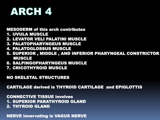 Pharyngeal arches 1 | PPTX | Biological Sciences | Science