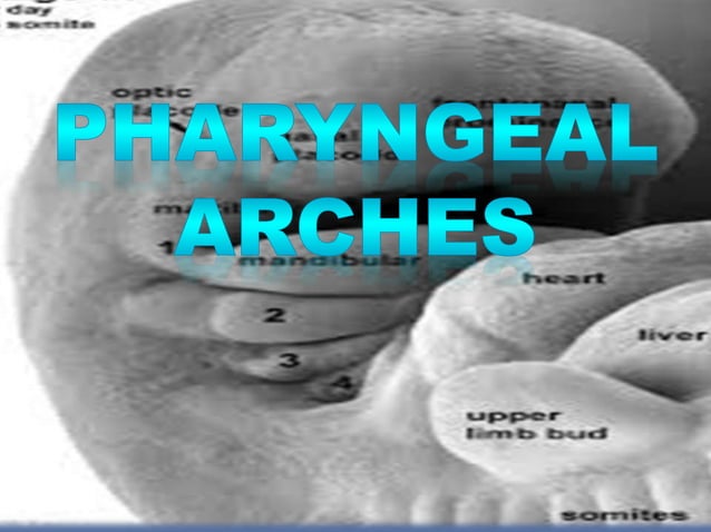 Pharyngeal arches 1 | PPTX | Biological Sciences | Science