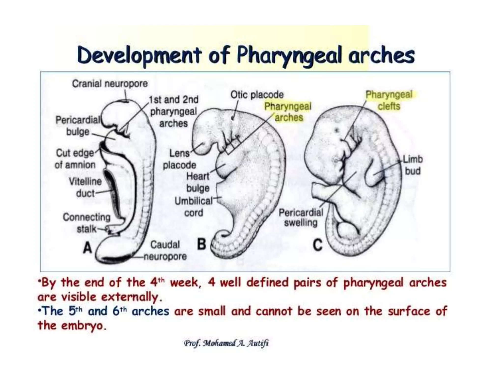 Pharyngeal arches and pouches | PPTX
