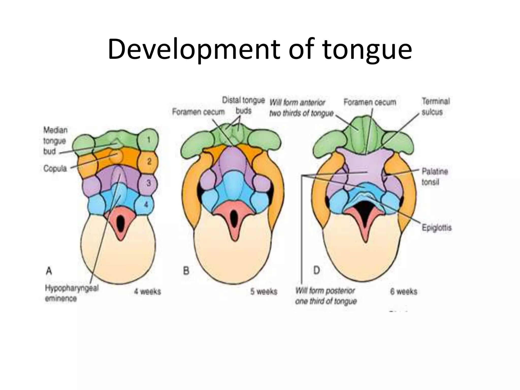 Pharyngeal arches and pouches | PPTX