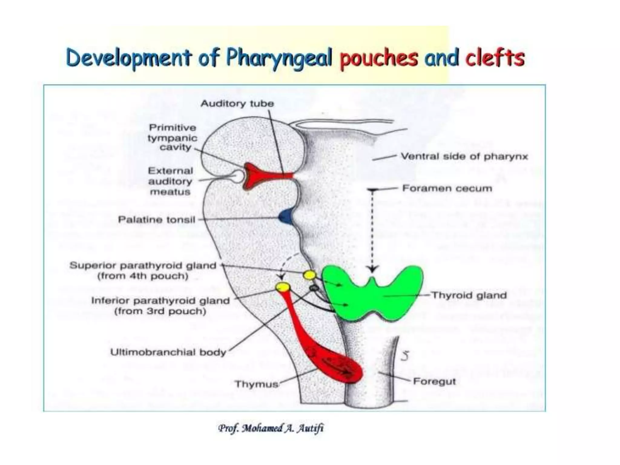Pharyngeal arches and pouches | PPTX