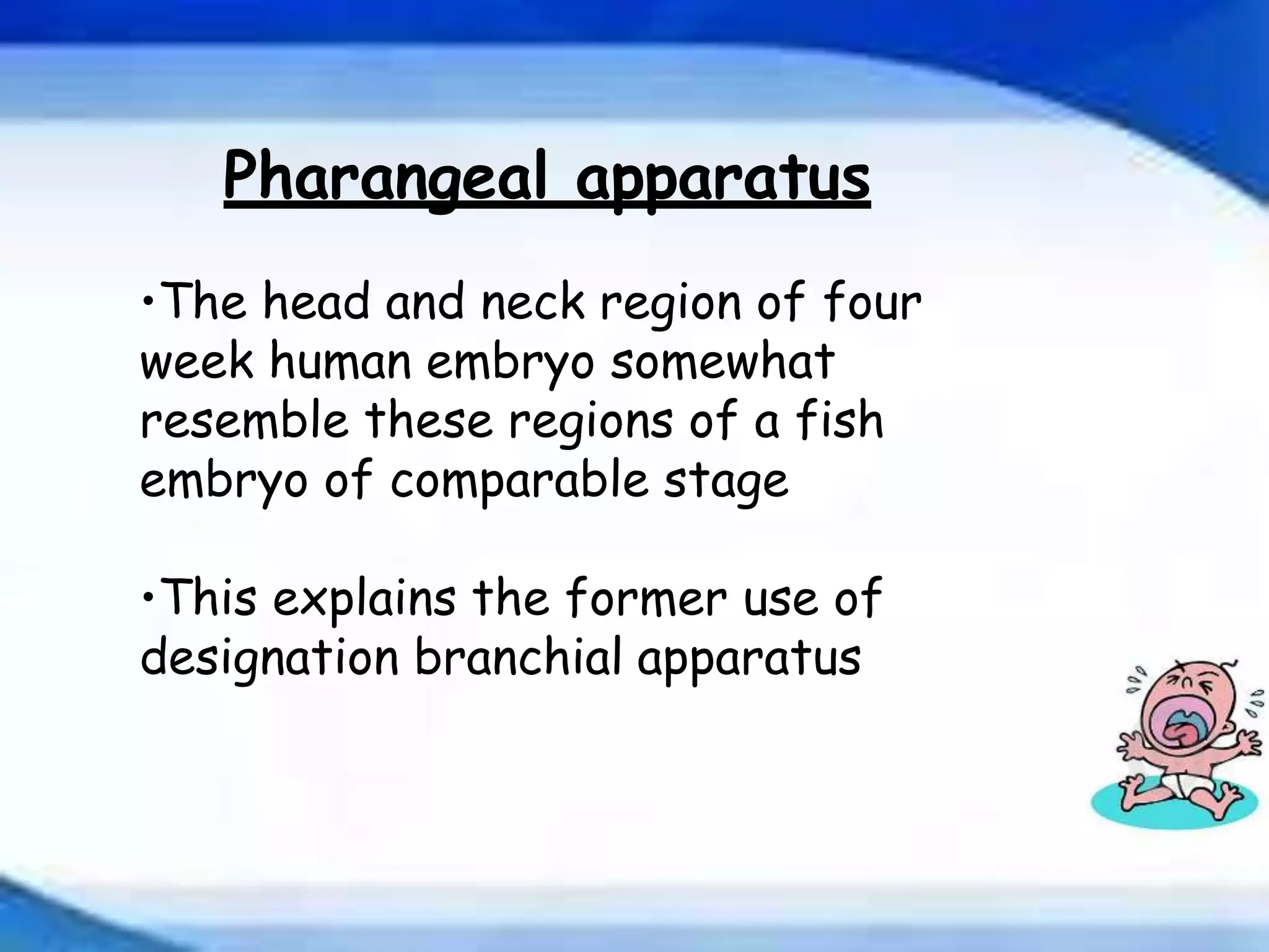 Development of Pharyngeal arches and pouches ppt | PPTX