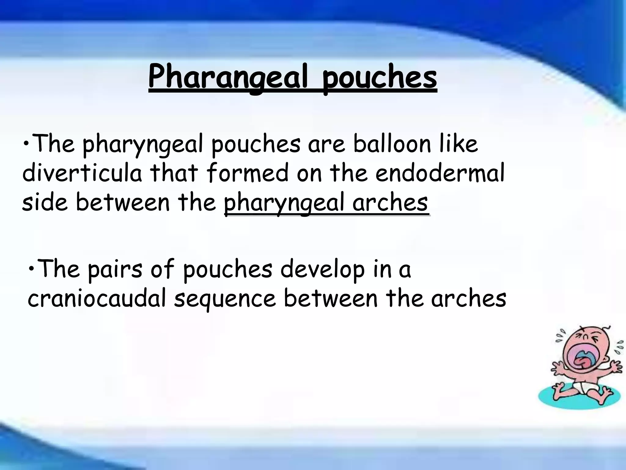 Development of Pharyngeal arches and pouches ppt | PPTX