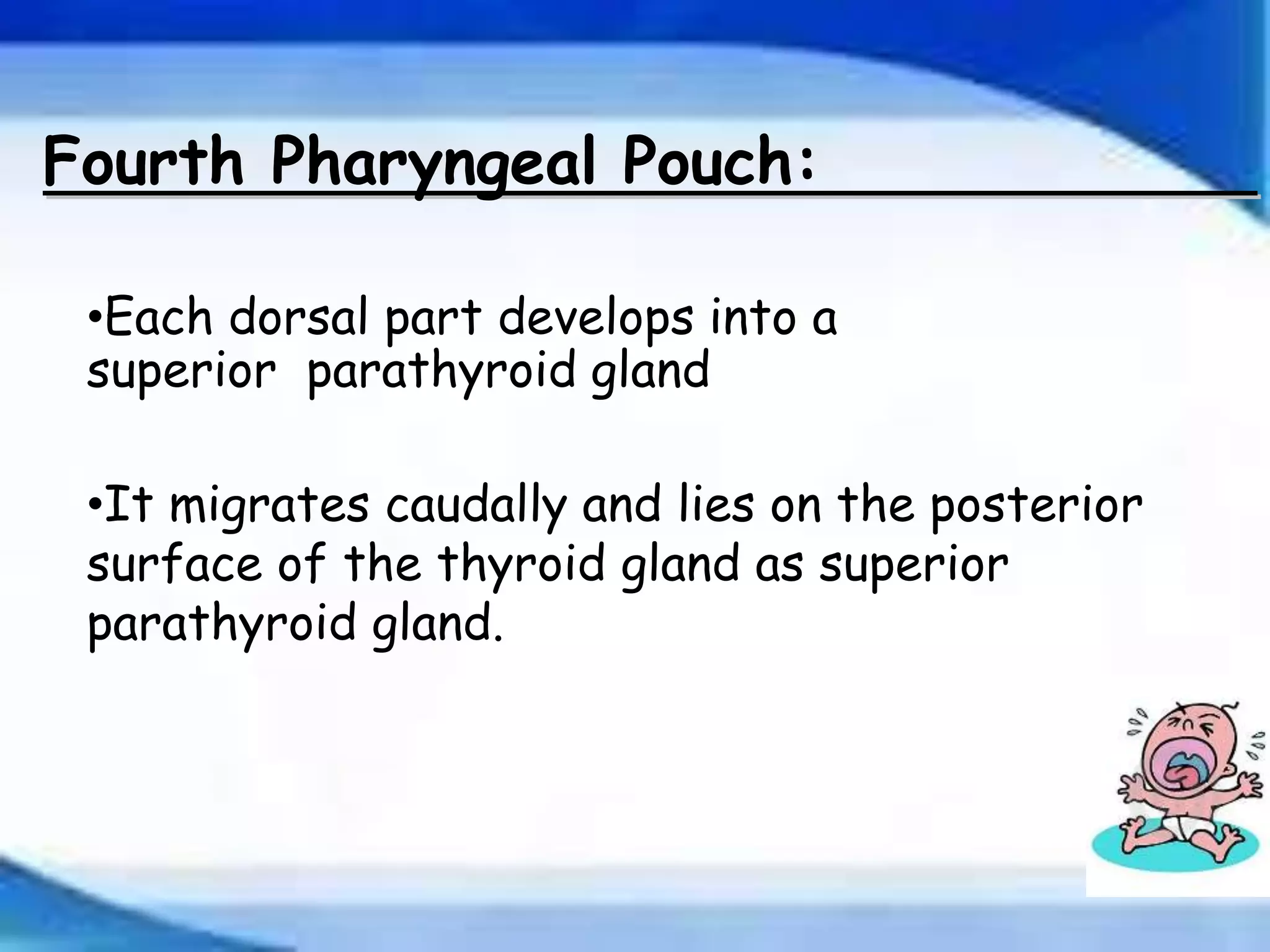 Development of Pharyngeal arches and pouches ppt | PPTX