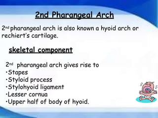 Development of Pharyngeal arches and pouches ppt | PPTX