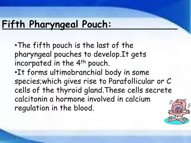 Development of Pharyngeal arches and pouches ppt | PPTX