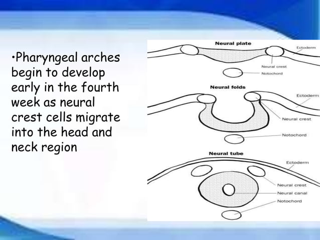 Development of Pharyngeal arches and pouches ppt | PPTX