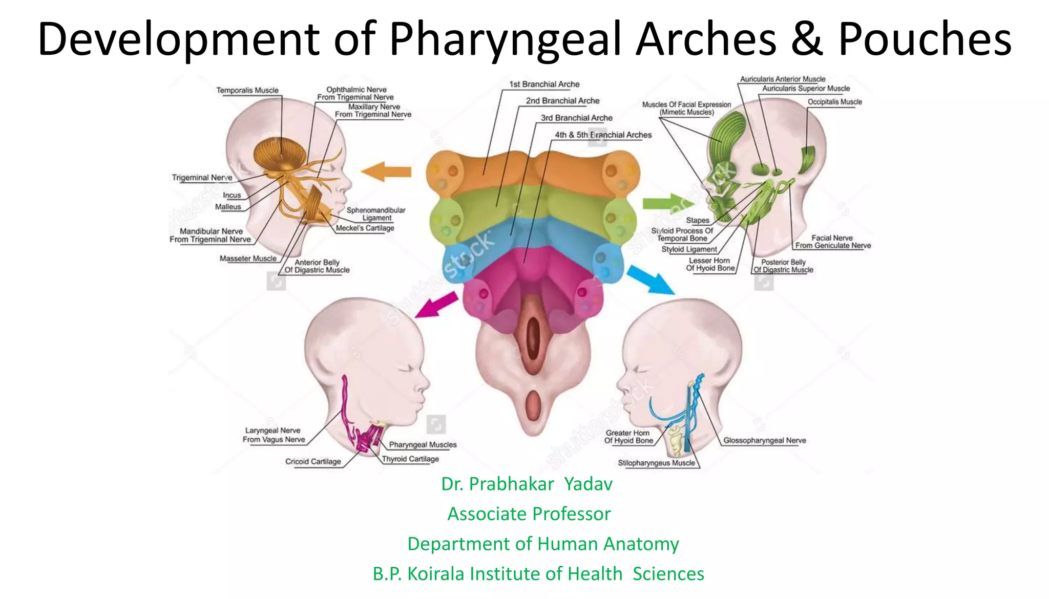 Pharyngeal arches & pouches | PPTX