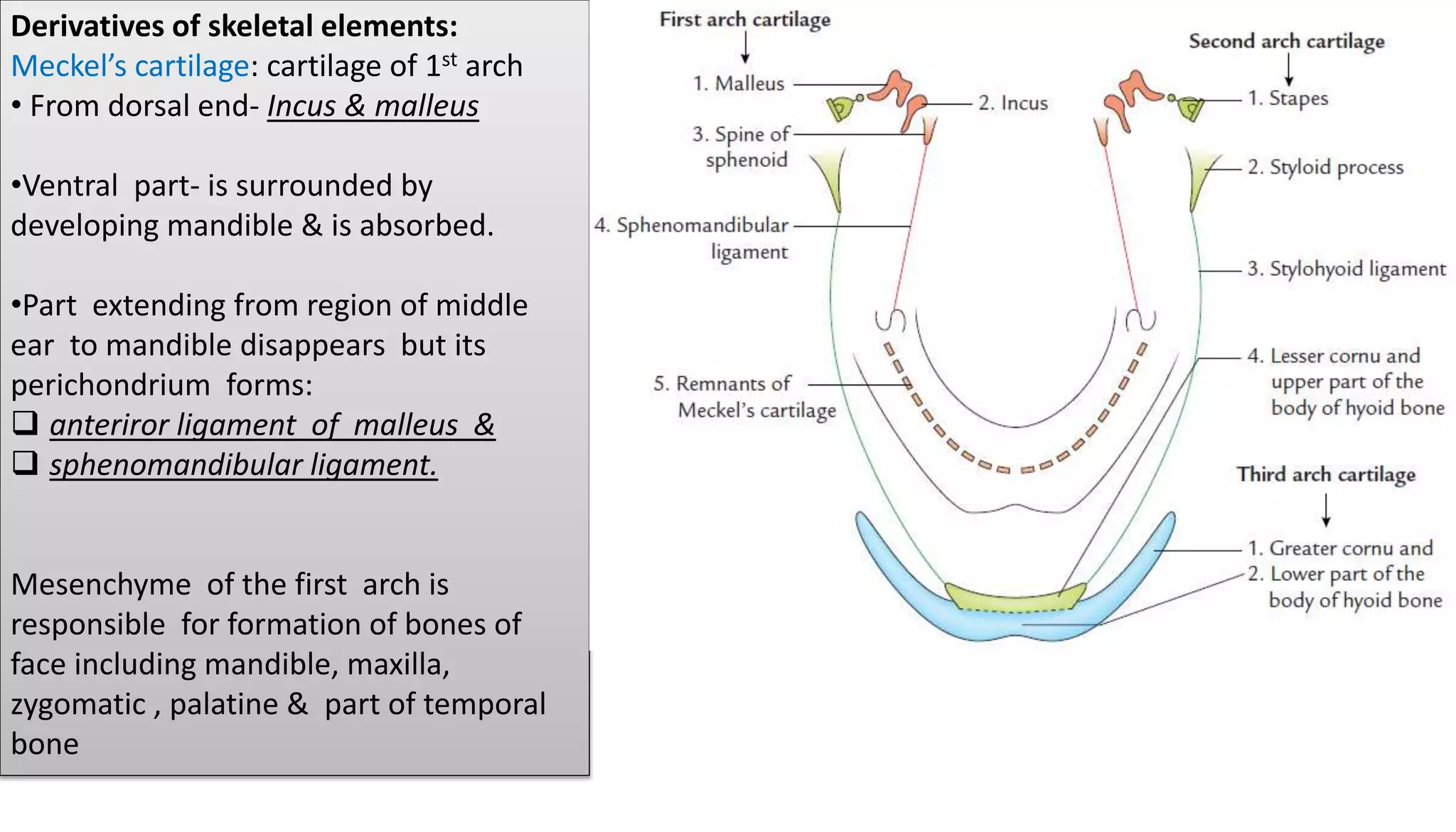 Pharyngeal arches & pouches | PPTX