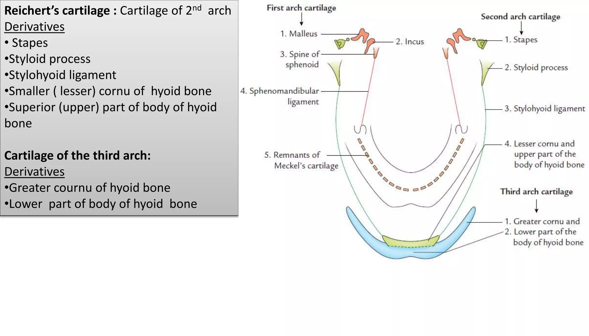 Pharyngeal arches & pouches | PPTX