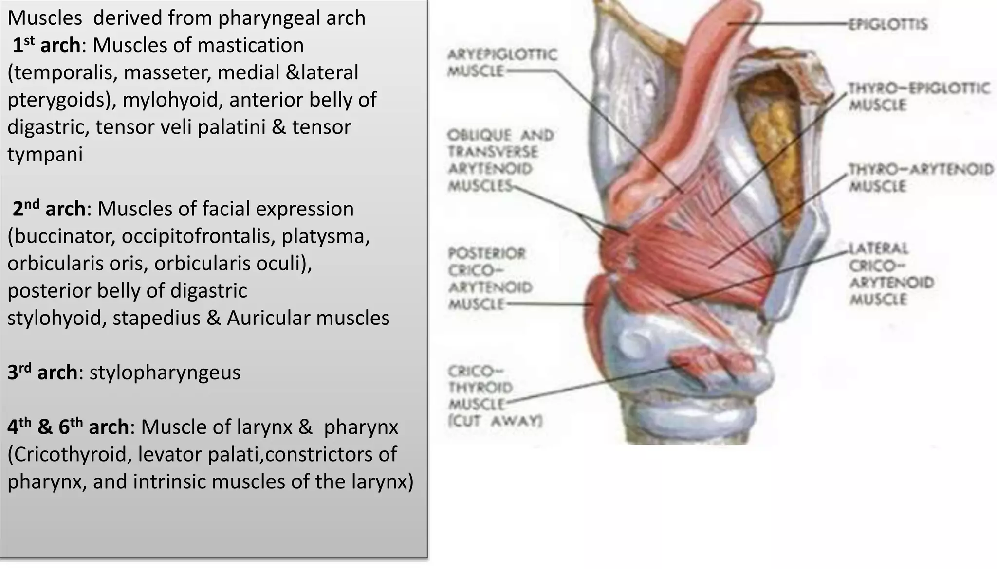Pharyngeal arches & pouches | PPTX