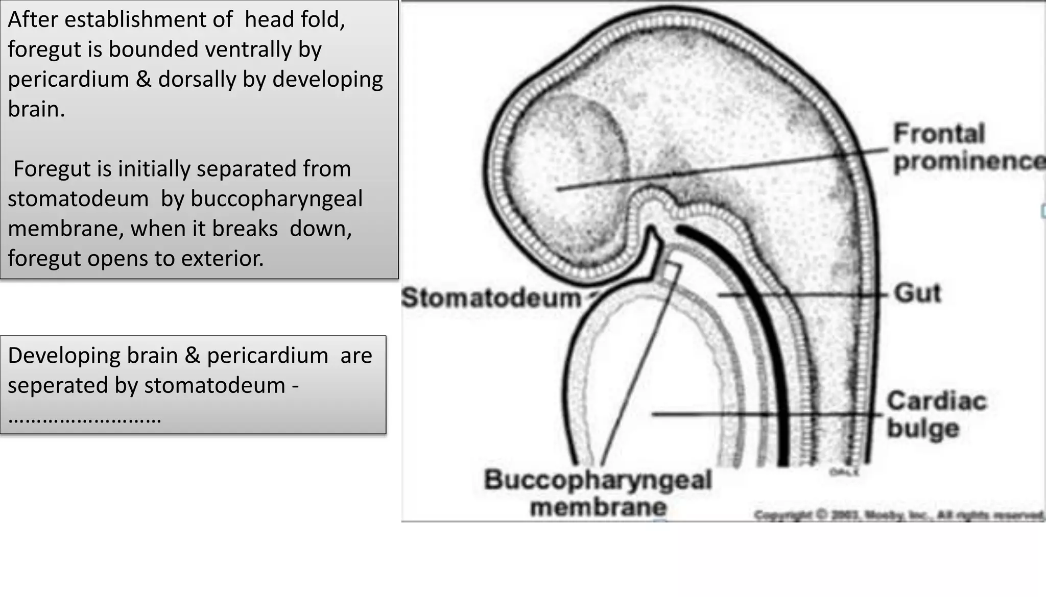 Pharyngeal arches & pouches | PPTX