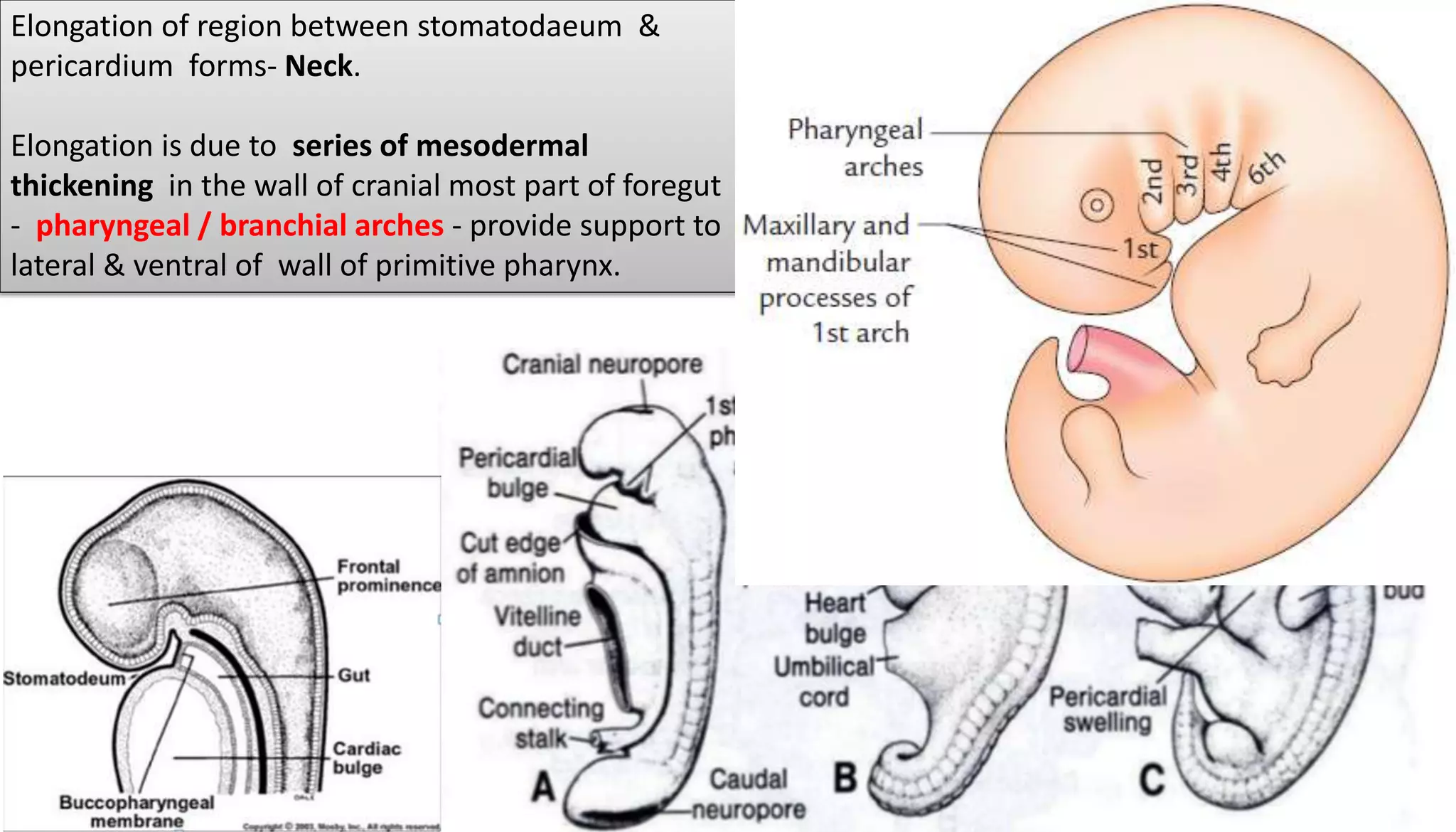 Pharyngeal arches & pouches | PPTX