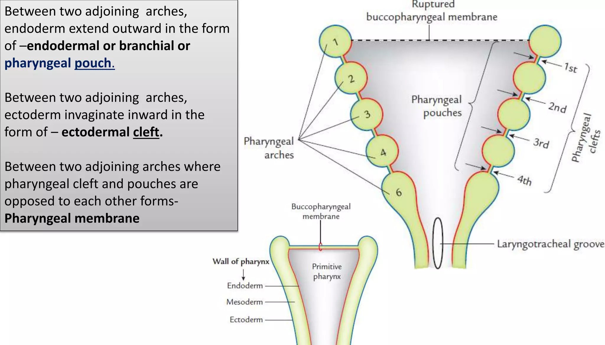 Pharyngeal arches & pouches | PPTX