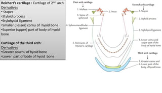 Pharyngeal arches & pouches | PPTX