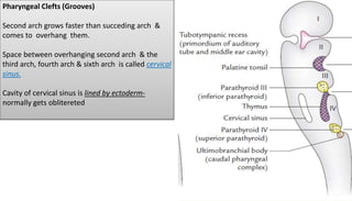 Pharyngeal arches & pouches | PPTX