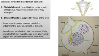 Pharyngeal arches & pouches | PPTX | Ear, Nose and Throat Conditions ...
