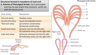 Pharyngeal arches & pouches | PPTX | Ear, Nose and Throat Conditions ...