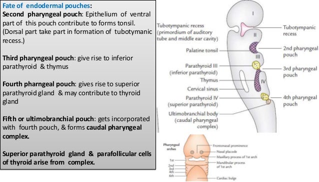 Pharyngeal arches & pouches