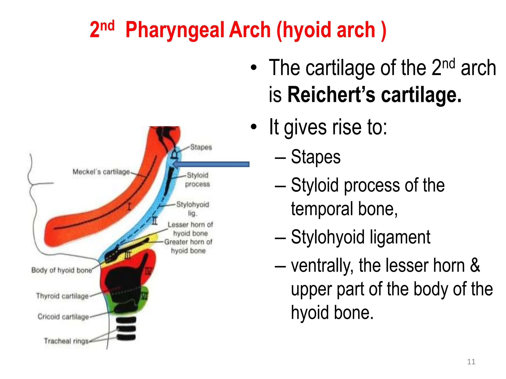 Pharyngeal Arches, Pouches and clefts-1.pptx