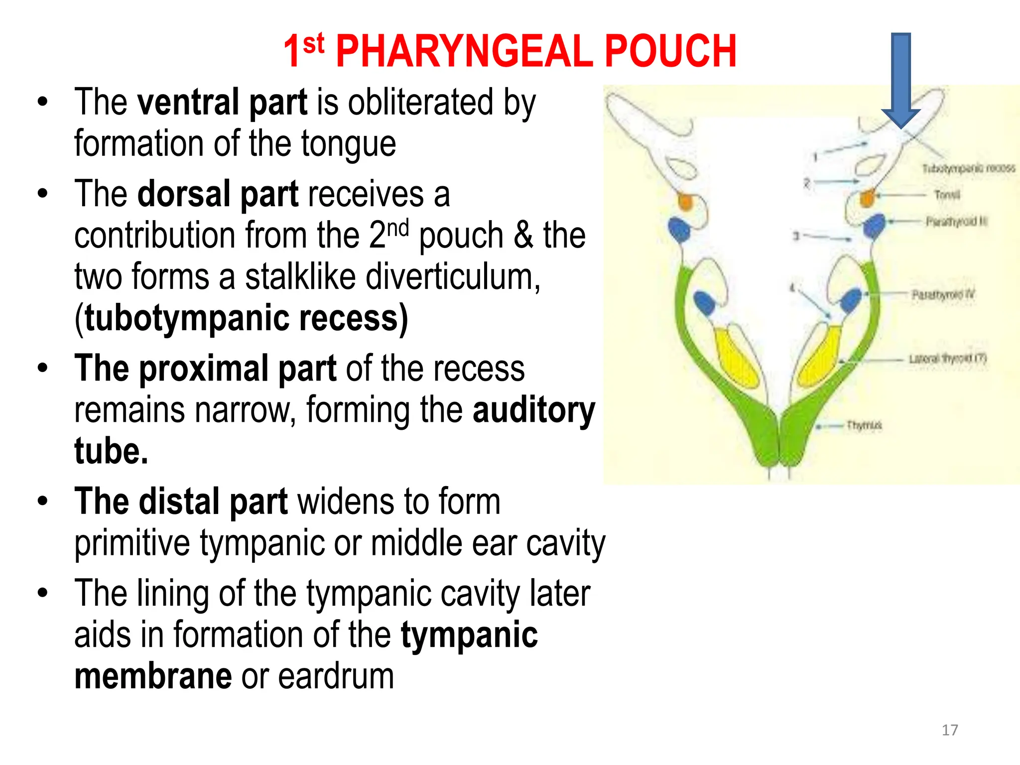 Pharyngeal Arches, Pouches and clefts-1.pptx