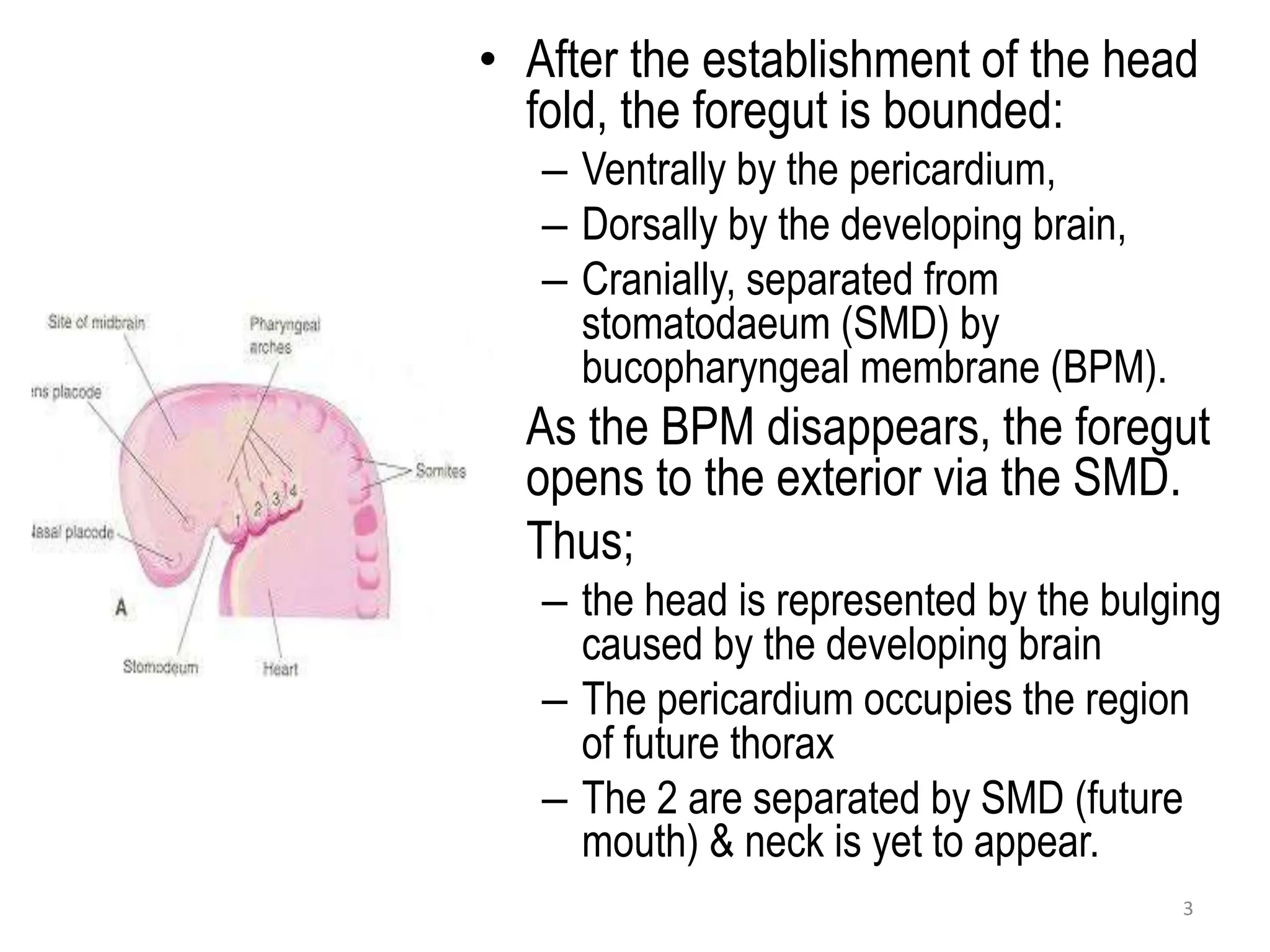 Pharyngeal Arches, Pouches and clefts-1.pptx