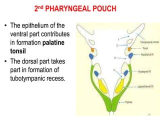 Pharyngeal Arches, Pouches and clefts-1.pptx